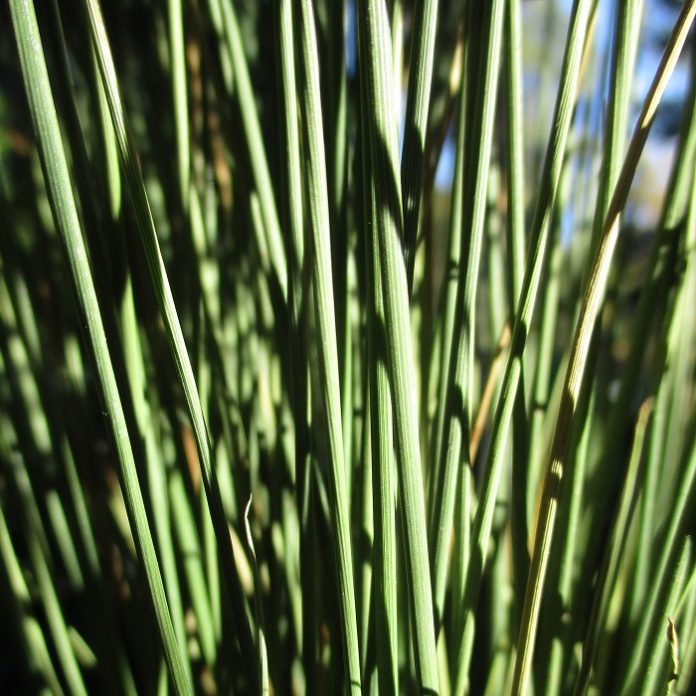 Division Renovates Tired Old Perennials San Francisco News